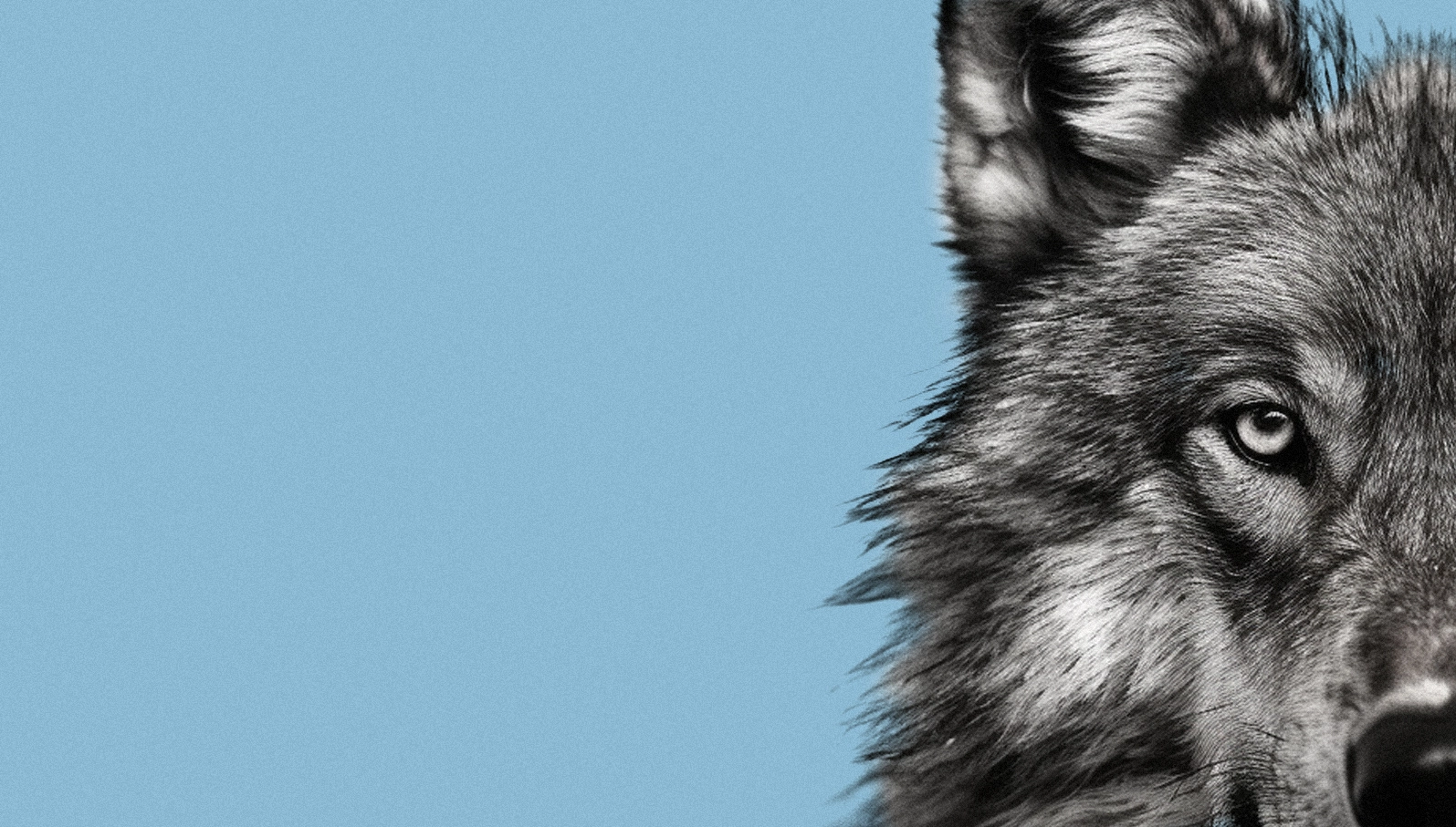 The Independent Investor: Our Story - The Independent Investor